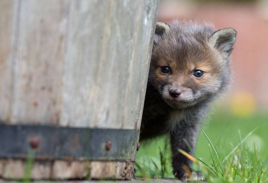 White Wolf : Dog Adopts A Baby Fox After His Mom Died In A Car Accident