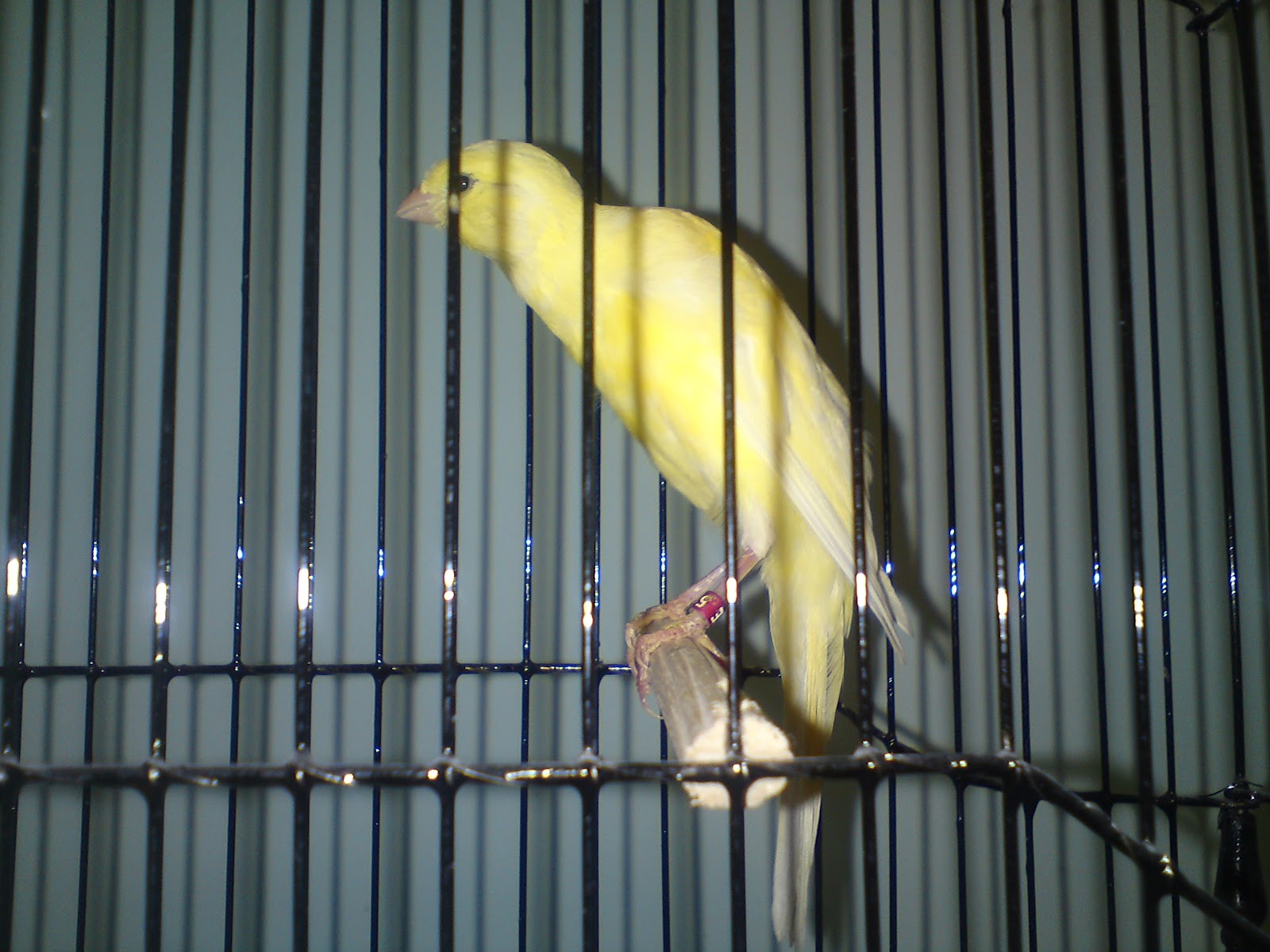 a scotch fancy canary blog
