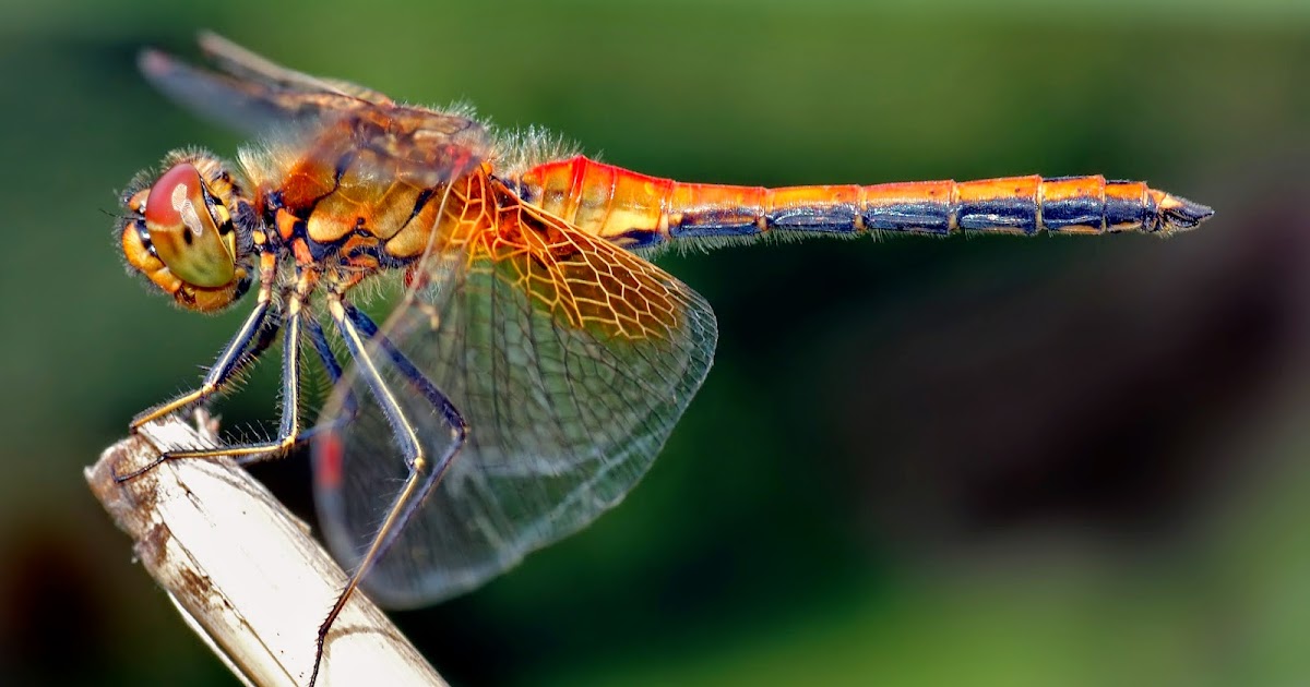 Dragonflies help control mosquitos | My Pest News