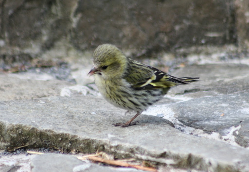 A life at the shoreline. .. by Jeff Copner : Female Siskin