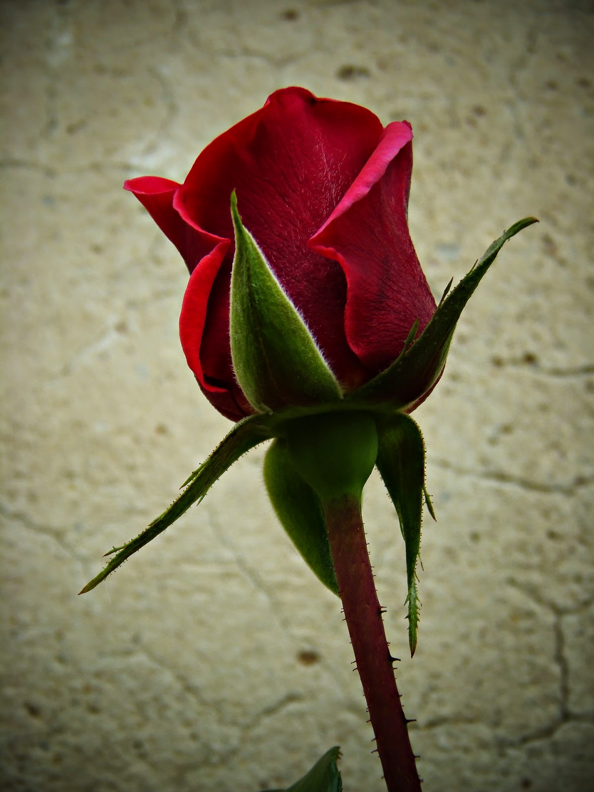 Tekijänoikeusvapaita valokuvia: Ruusu