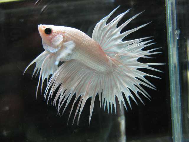 Brunei Bettas: Just some Crowntails!!EnjoyS!!