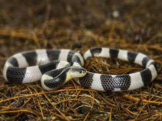 Ini Dia 6 Perbedaan Ular Weling dan Welang | JENIS PERBEDAAN - JENIS ...