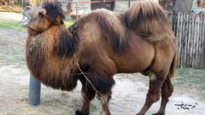 Funny camels wallpaper for widescreen ~ unique animal wallpapers