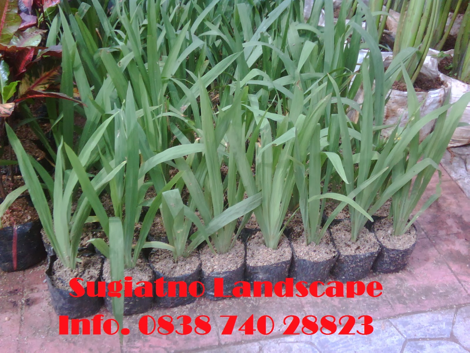 Airis | tanaman kuat cuaca panas | Tanaman airis | Tukang Taman