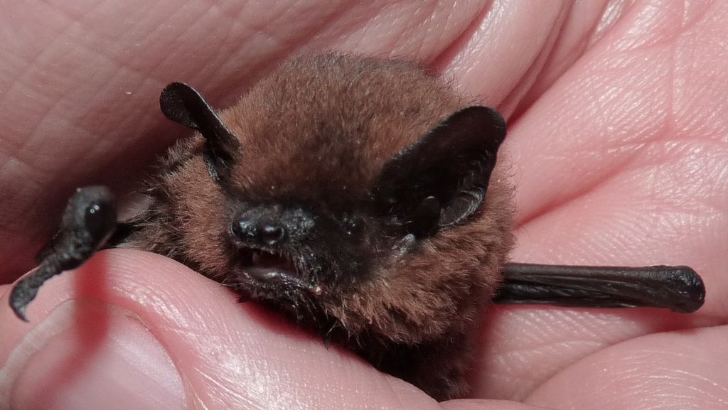 Durham University Biodiversity Survey