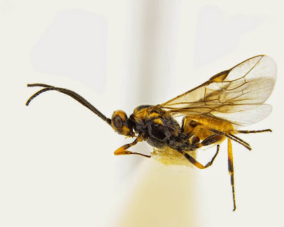 Variety of Life: Braconinae