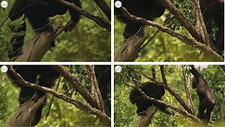 Rosa Rubicondior: Chimpanzees Make Spears To Hunt With