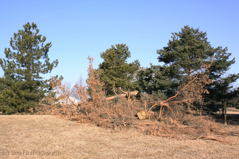 Prairie Rim Home: Pine wilt infestations