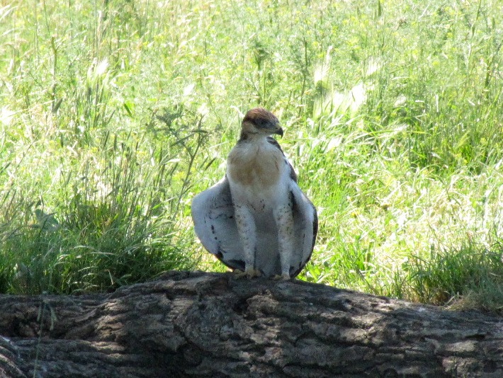 Birding Is Fun!: Raptor Creeping