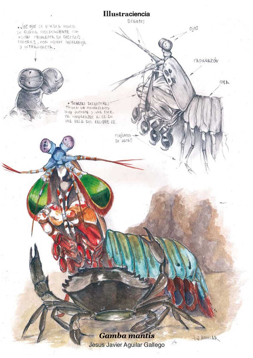 Gamba mantis - Jesus Javier Aguilar Gallego