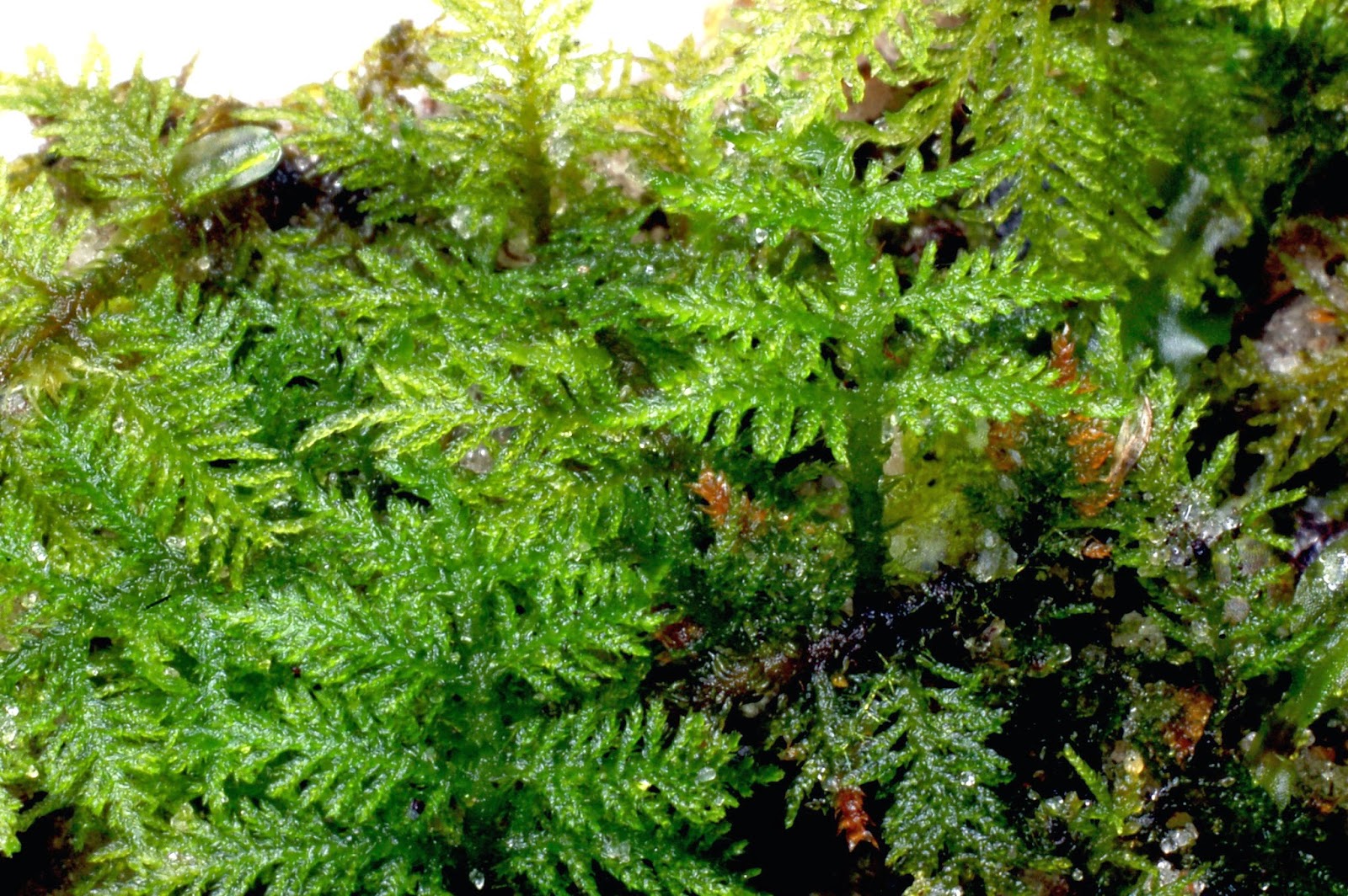 Botany Professor: Mosses of Central Florida 7. Thuidium delicatulum