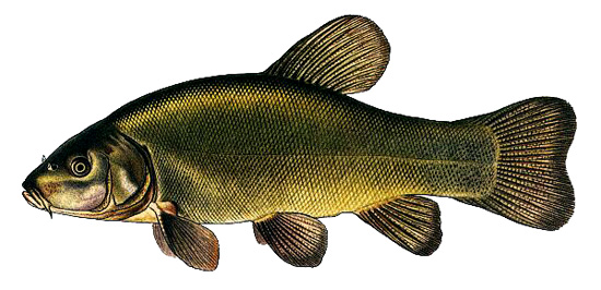 Sve ribe sveta: Linjak