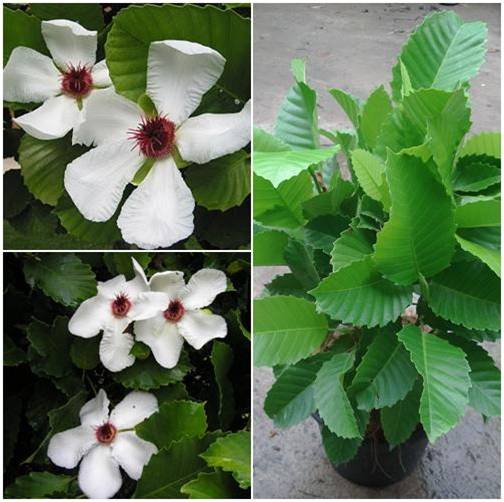 All About Science: SIMPUR (Brunei's National Flower) Story