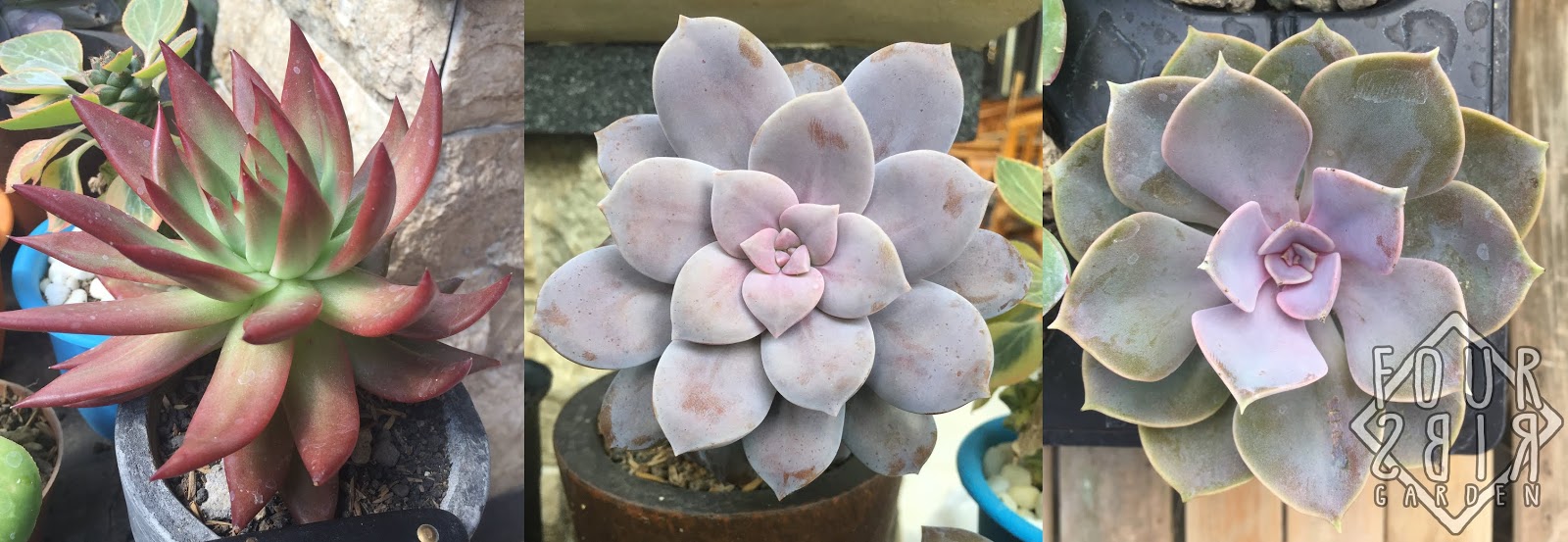 Tips Merawat Sukulen Ala Four Ribs Garden - Four Ribs Garden