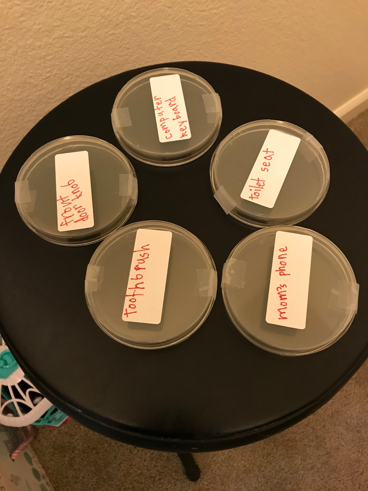 Welcome to the Krazy Kingdom: Bladen's Science Fair Project - "What ...