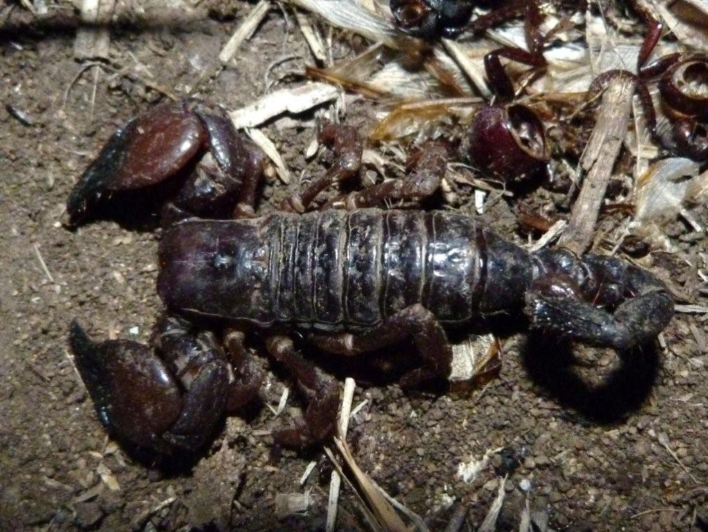 Safari Ecology: Why do scorpions fluoresce and other such trivia...