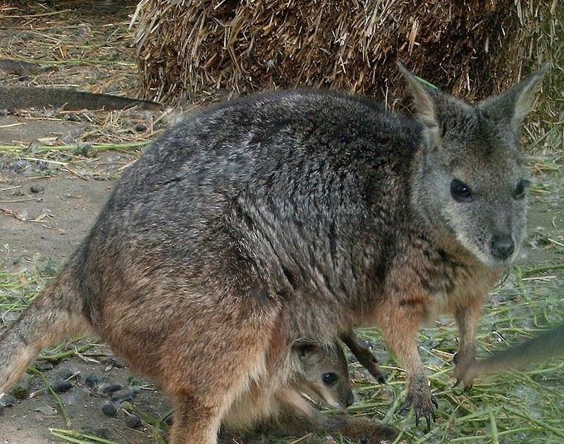 Inkfish: Marsupials Make the Best Medicine