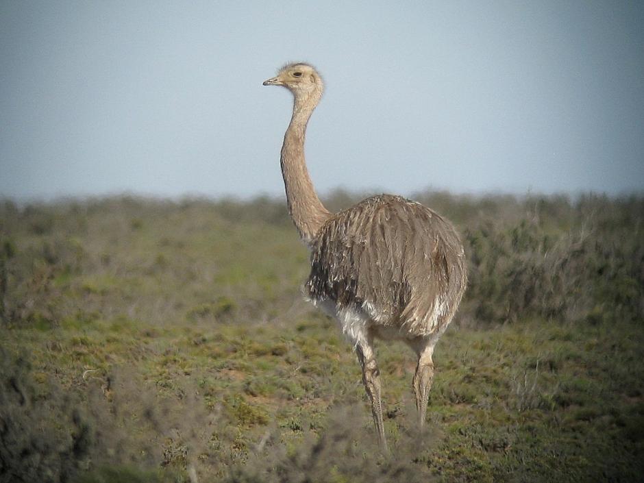 Argentina nativa: Choique (Rhea pennata)