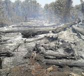 Pelaku Pembakaran Hutan di Riau : Perusahaan Malaysia, Singapura dan ...