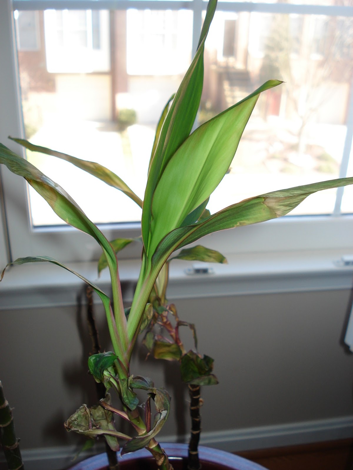 Bumble Lush Garden: Hawaiian Good Luck Plant