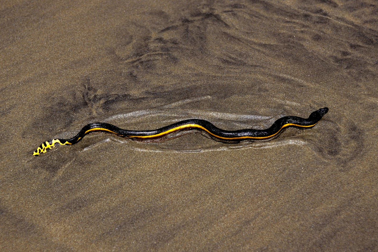 Snakes and Reptiles of Australia: Which snakes are venomous?