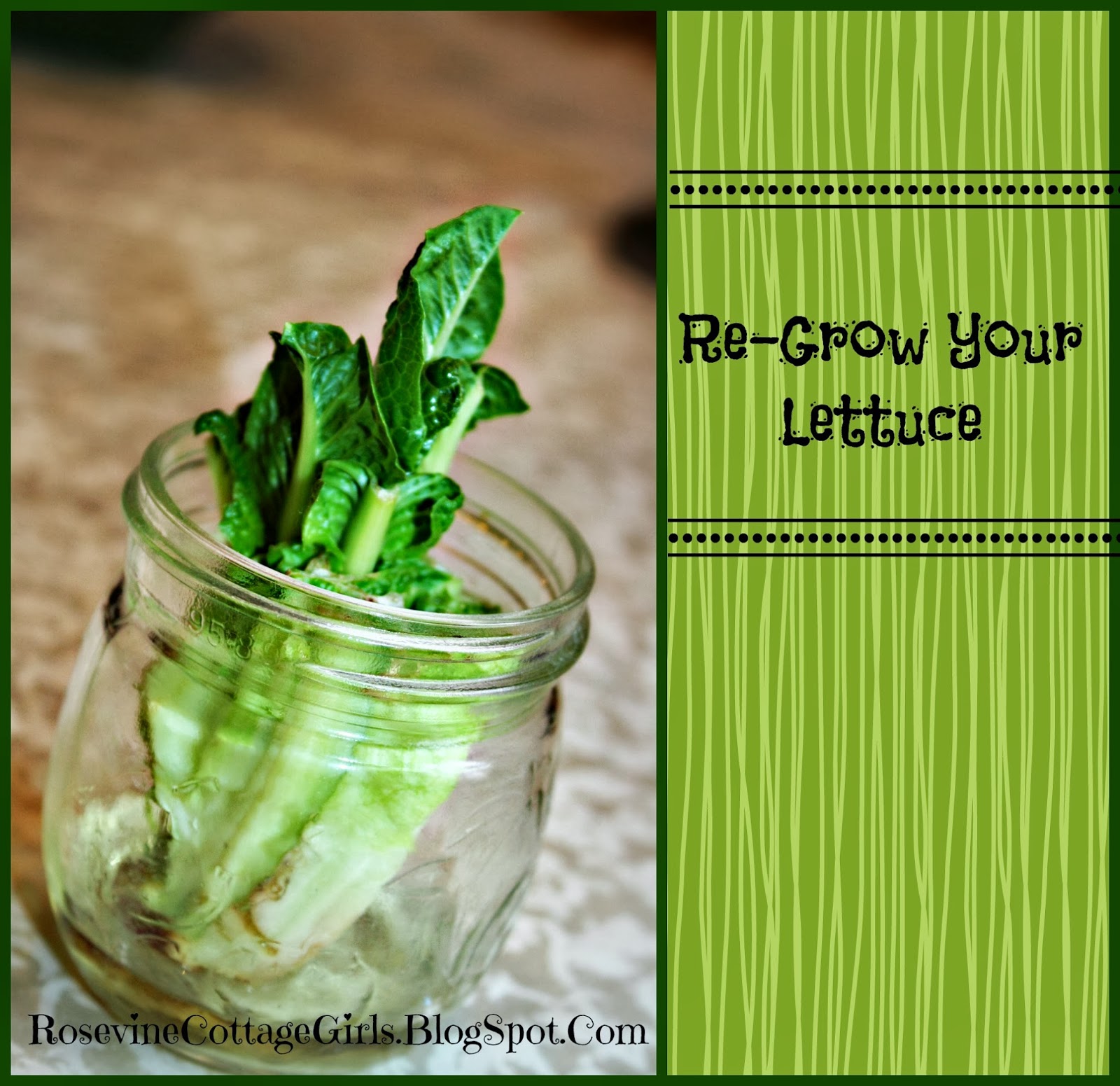 Re-Grow Your Lettuce and Other Veggies