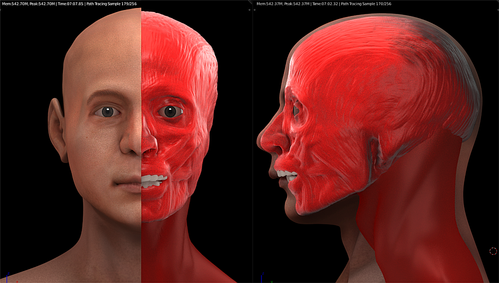 ATOR: Modeling the muscles and the skin in Blender's sculpt mode