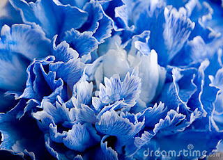 claveles: CLAVELES AZULES