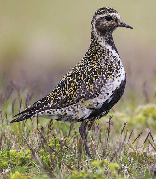 European (Eurasian) golden-plover photos | Birds of India | Bird World