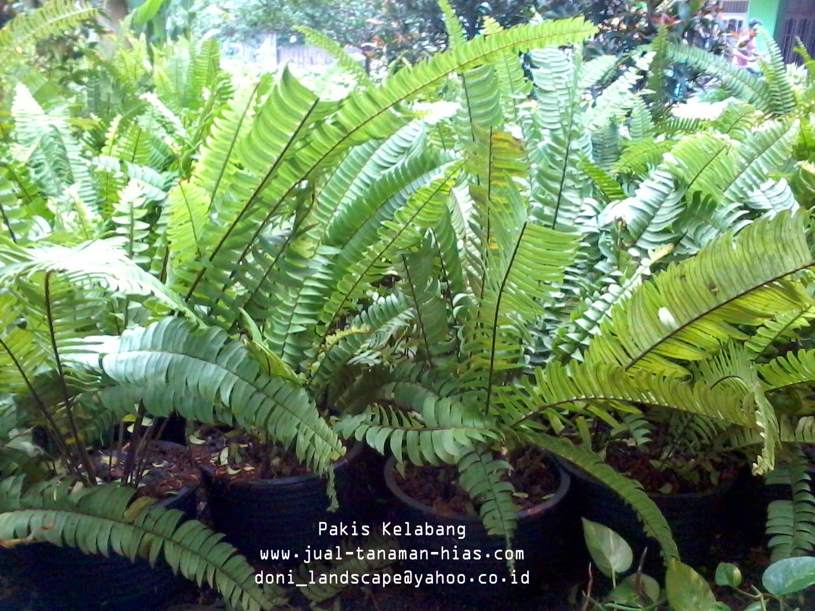 10+ Ide Terbaru Tanaman Hias Pakis, Tanaman Hias