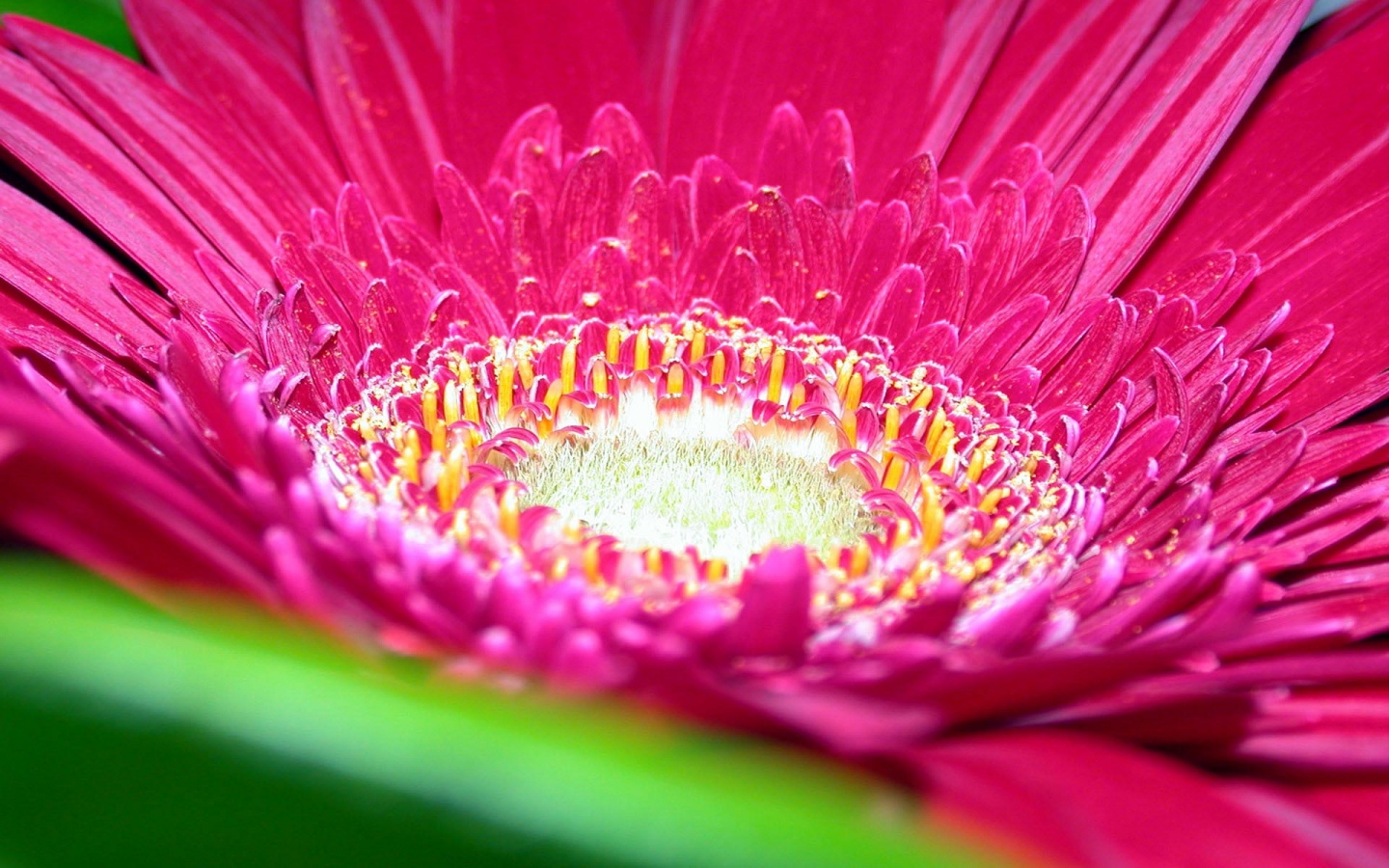 Best Pictures: Beautiful Flowres