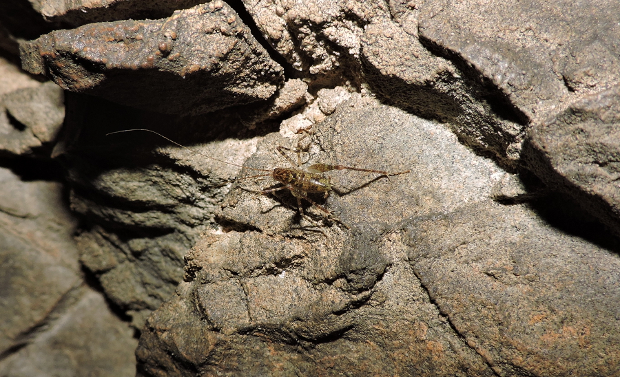 Carniolicum - Wildlife & Biodiversity in Slovenia: Endemic cave beetle ...