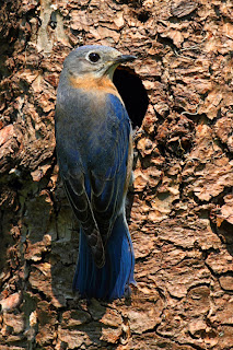 Steve Byland Nature Photography: How To Build A Natural-Looking Birdhouse