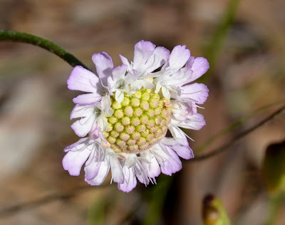 Flora da Serra da Arrábida: Pycnocomon intermedium