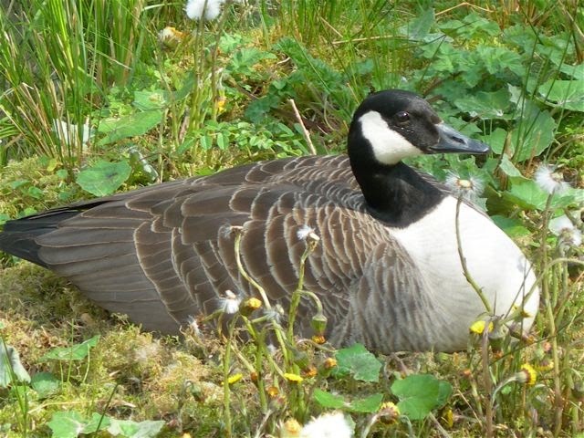 The Forest Log: Geese a-laying