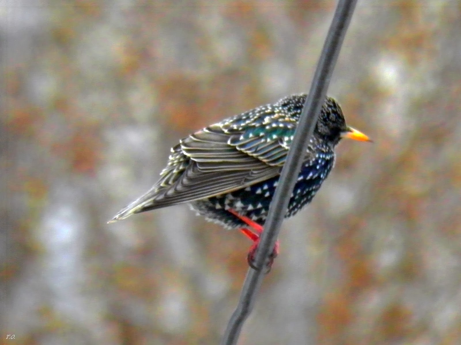 PASARI DIN ROMANIA: GRAUR (1), Sturnus vulgaris