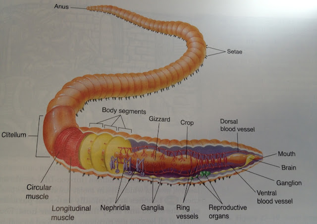KINGDOM ANIMALIA : Phylum Annelida