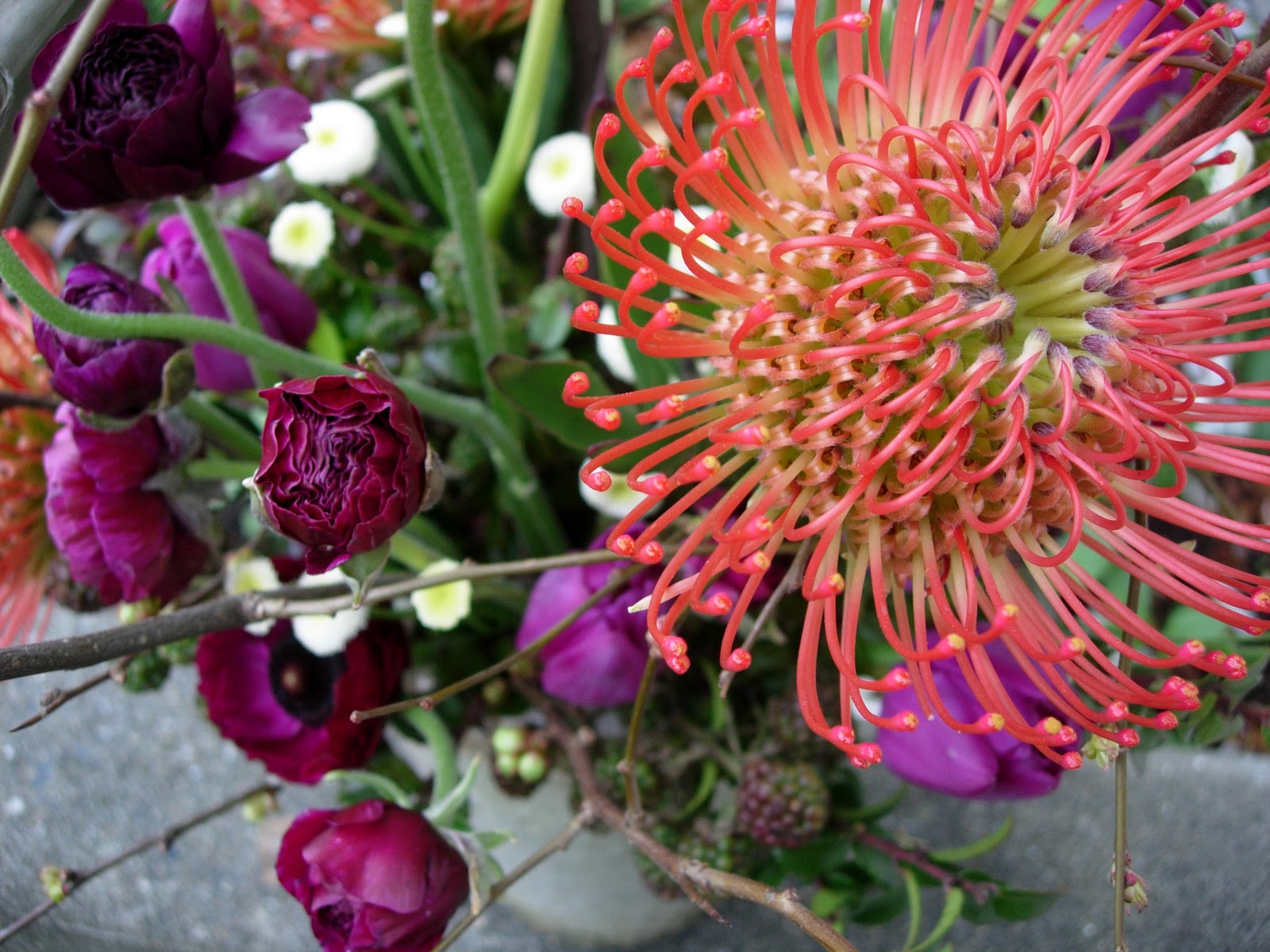 The Botanique Blog: Plum Ranunculus