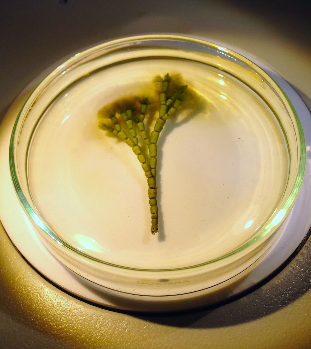 Rafael Microfauna Marina: Cymopolia barbata (Algas verdes)