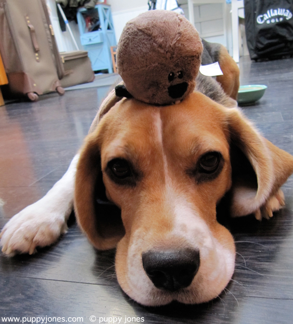 PuppyJones: QT with Beiber the Beaver ♥ dog blog ♥ hampton (beagle)