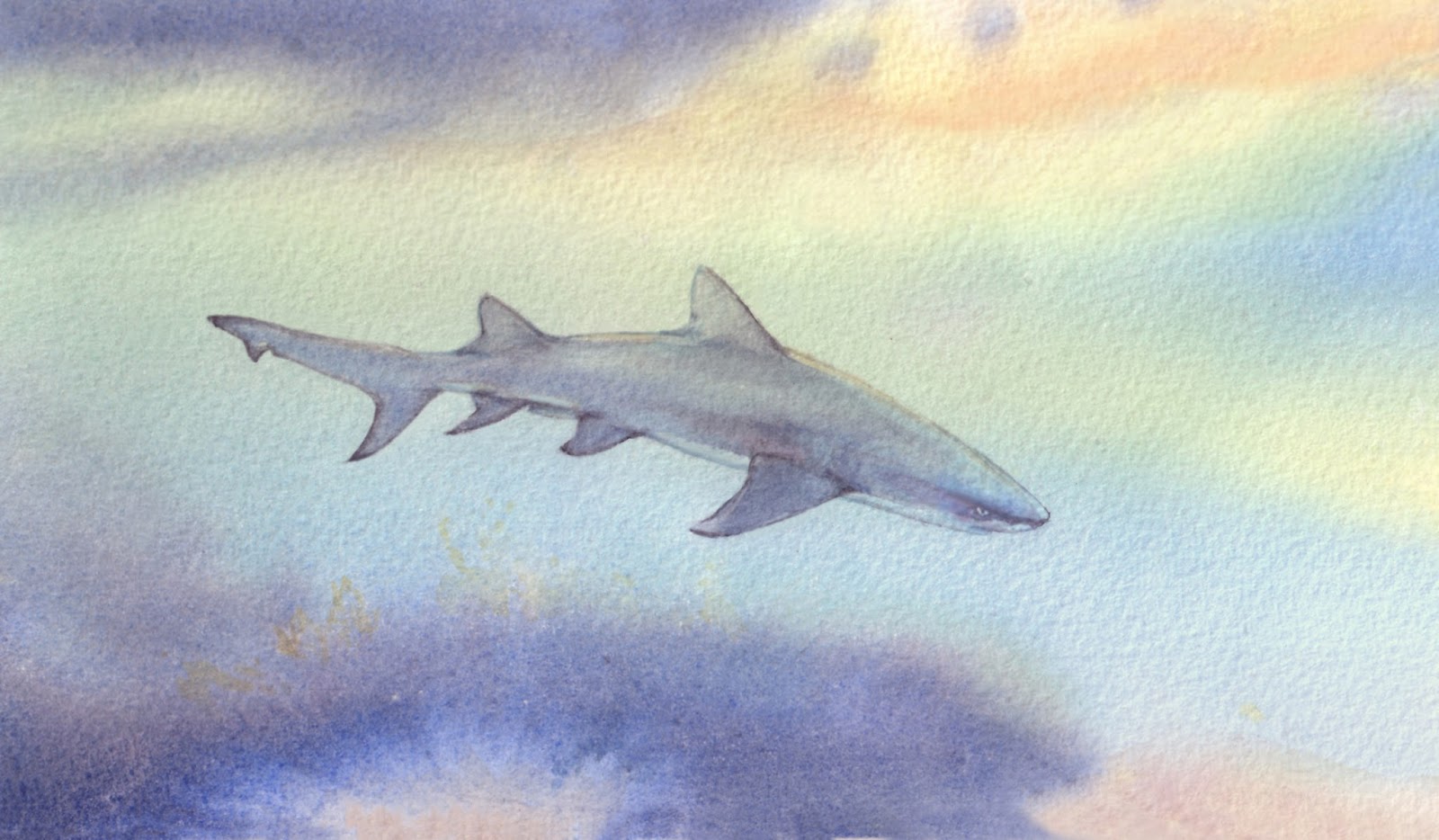 Raising Shark Awareness