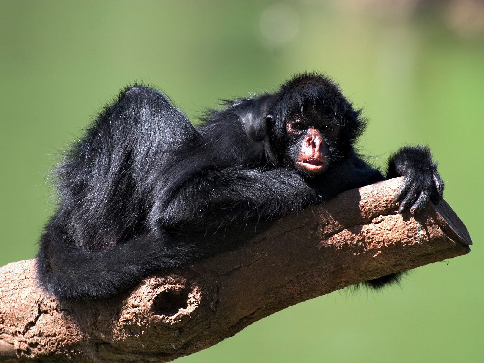 Spider Monkey | The Life of Animals