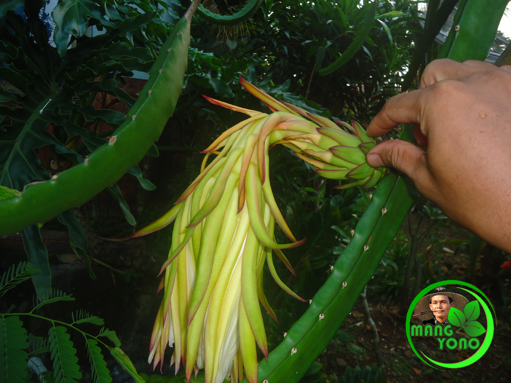 Indahnya bunga buah naga saat mekar.