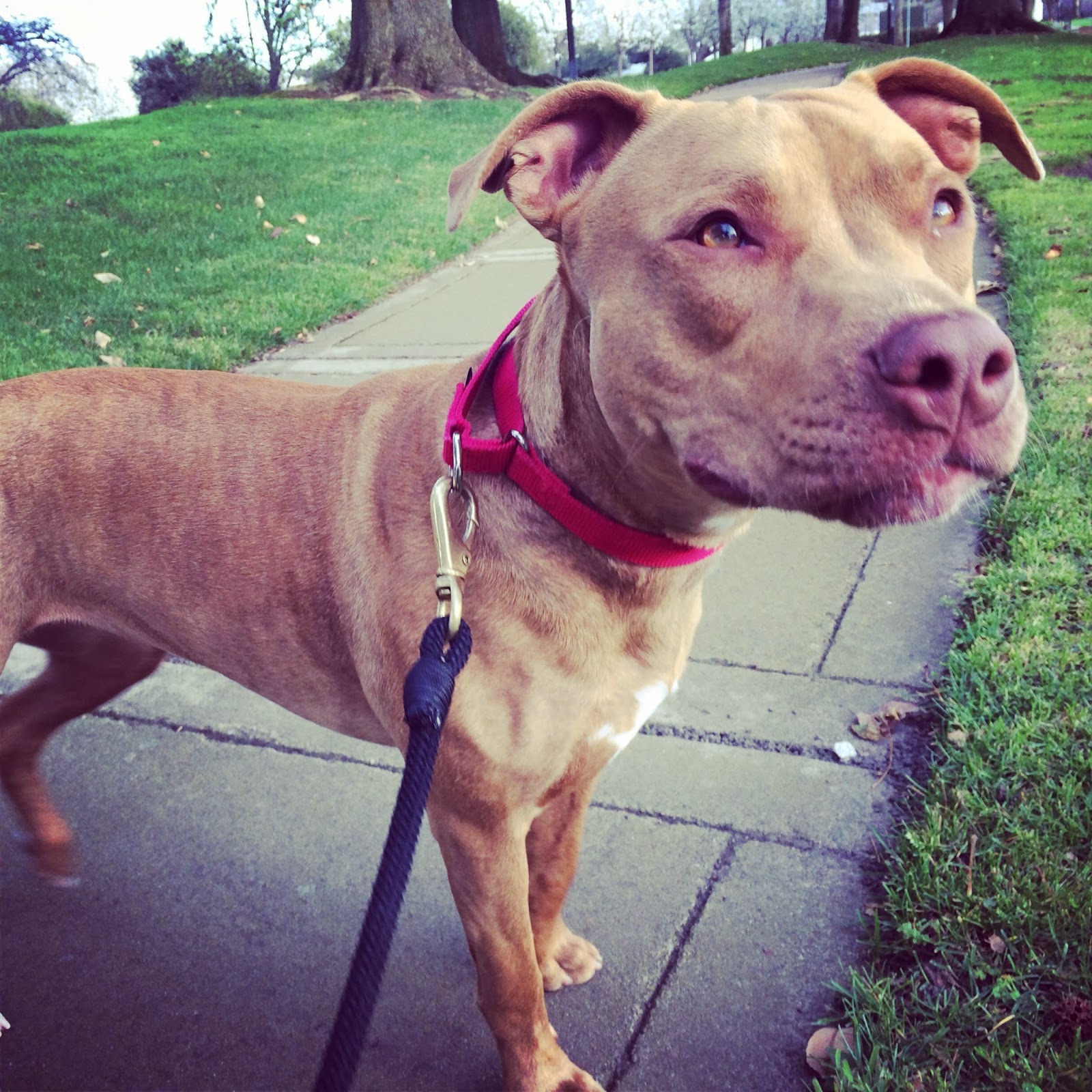 Dogs In the Bubble: Nala - the Power of the Dog's Nose and Not Only...