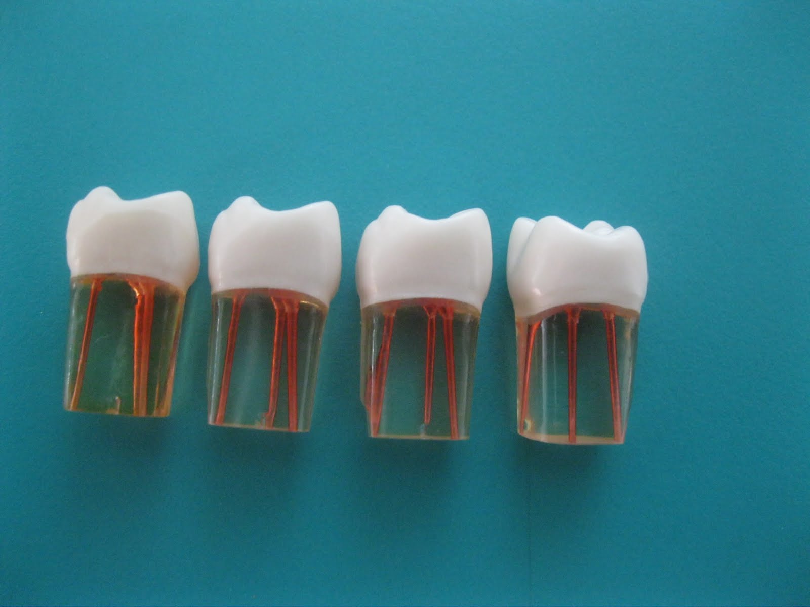 TYPODONT JAWS AND TEETH: BUYERS OF TYPODONT FROM APEXION