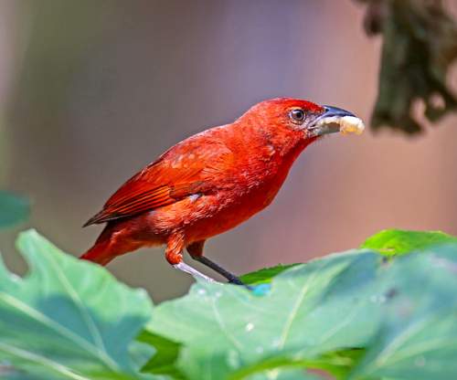 Red tanager images | Birds of India | Bird World