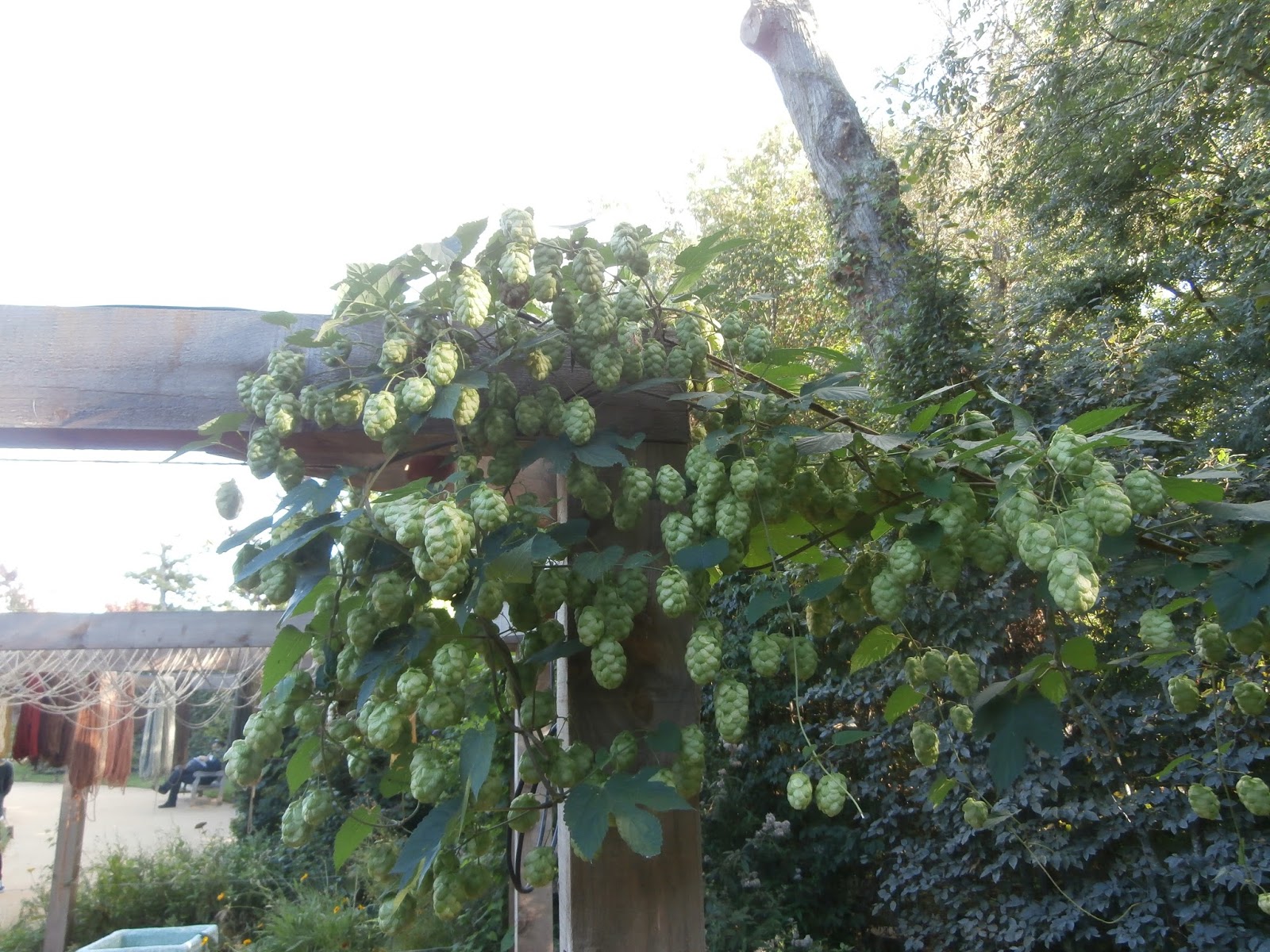 METIDO EN JARDINES: Lúpulo, no solo en cerveza.