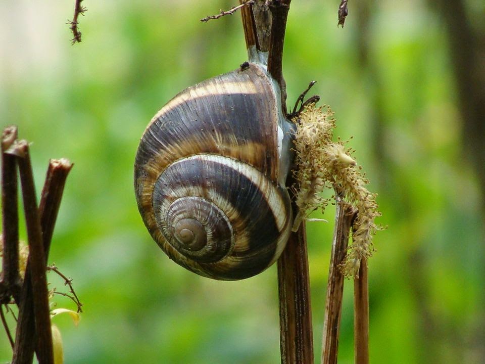 Snails and Slugs from Romania: Helix (Helix) lucorum