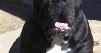MorsoRosso: ITALIAN BULLDOGGE